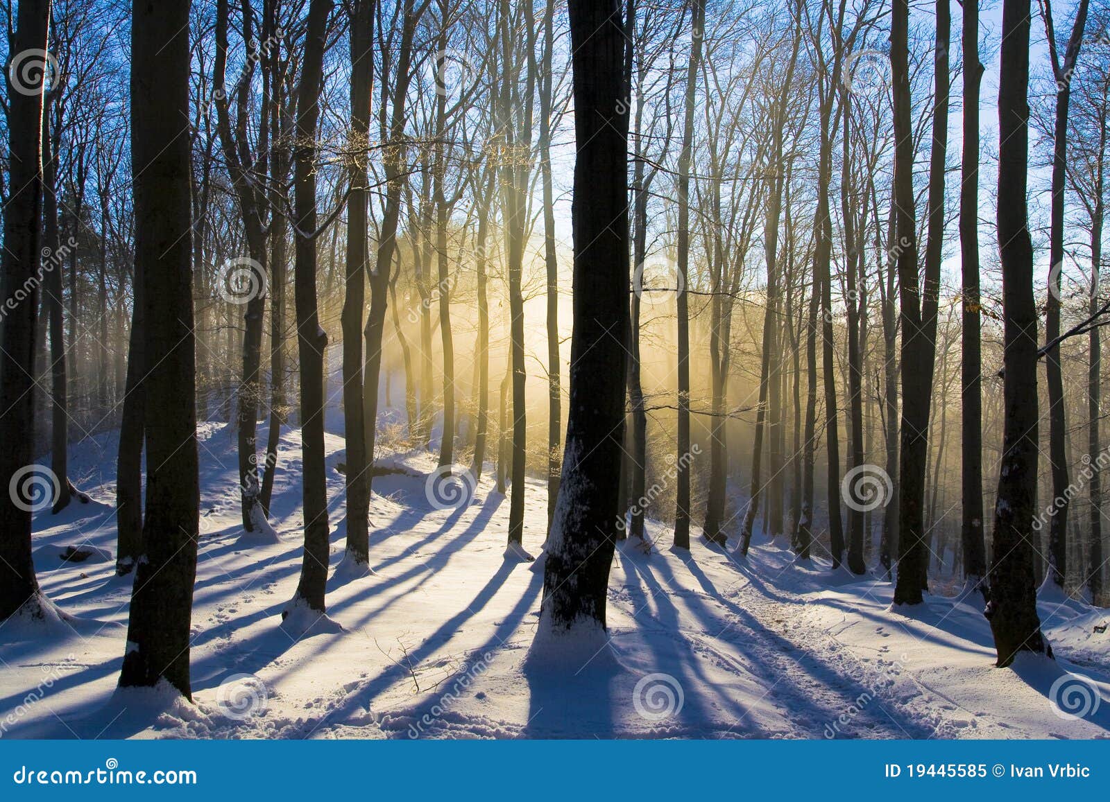 Forest dawn stock image. Image of early, sunrise, rays - 19445585