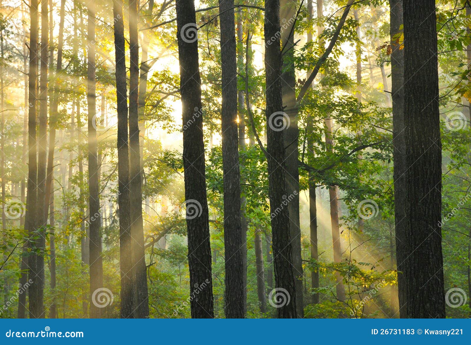 Forest dawn stock image. Image of branch, light, luminosity - 26731183