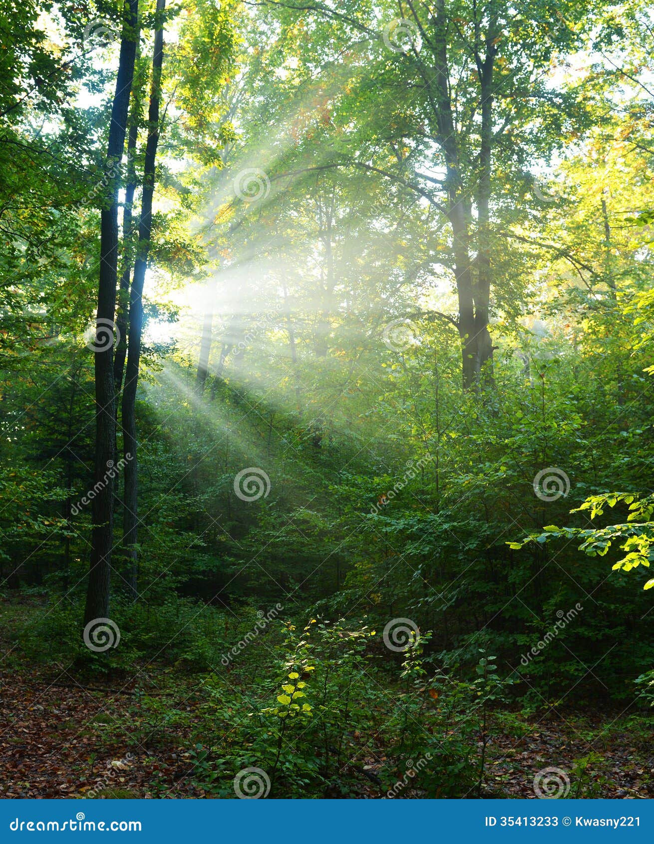 Forest dawn stock image. Image of beech, magic, dawn - 35413233
