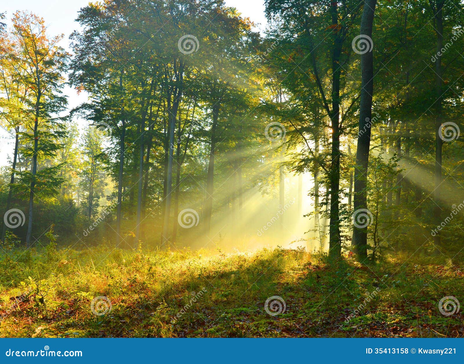 Forest dawn stock photo. Image of rural, luminosity, candid - 35413158