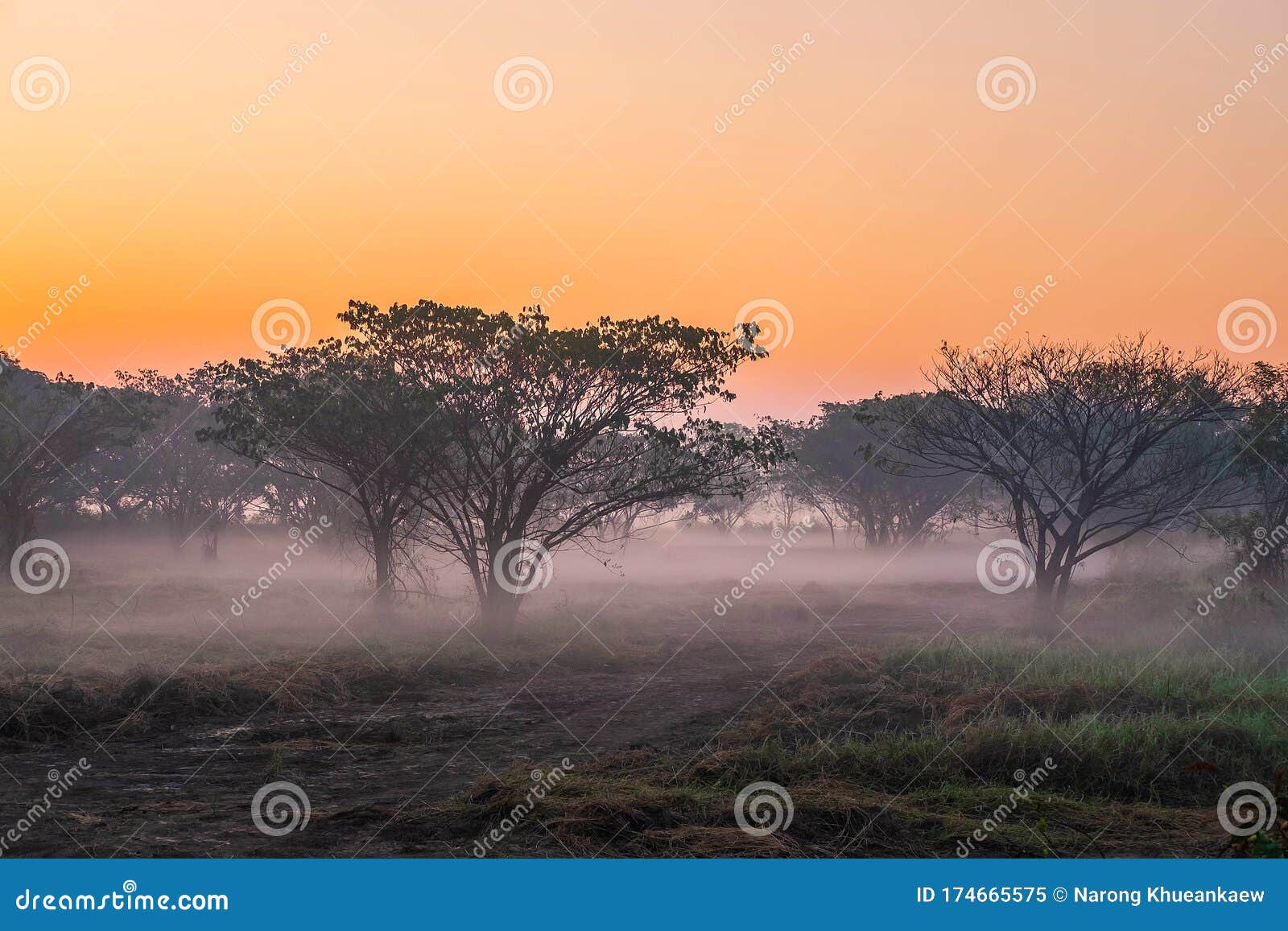 The Forest at Dawn is Covered with Fog. Stock Image - Image of frost ...
