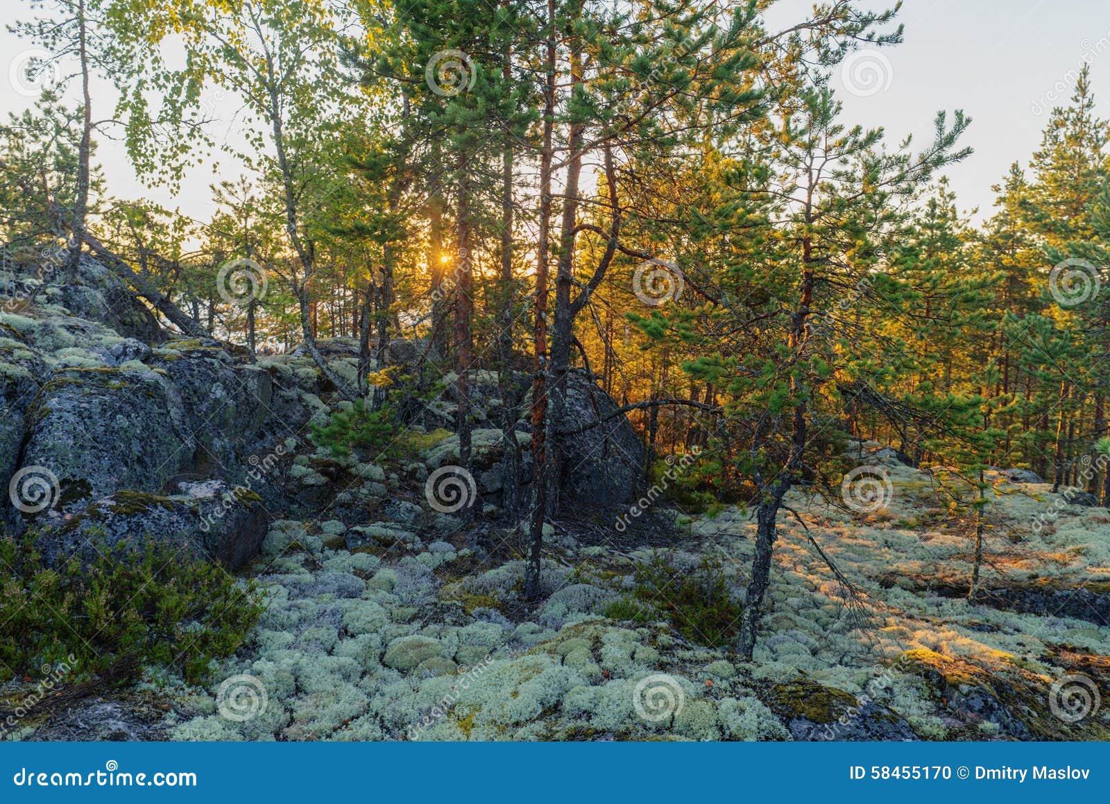 Forest at dawn stock photo. Image of beauty, summer, woodland - 58455170