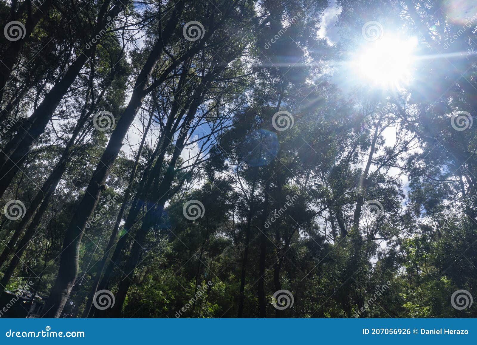 A forest in the day stock photo. Image of outside, street - 207056926