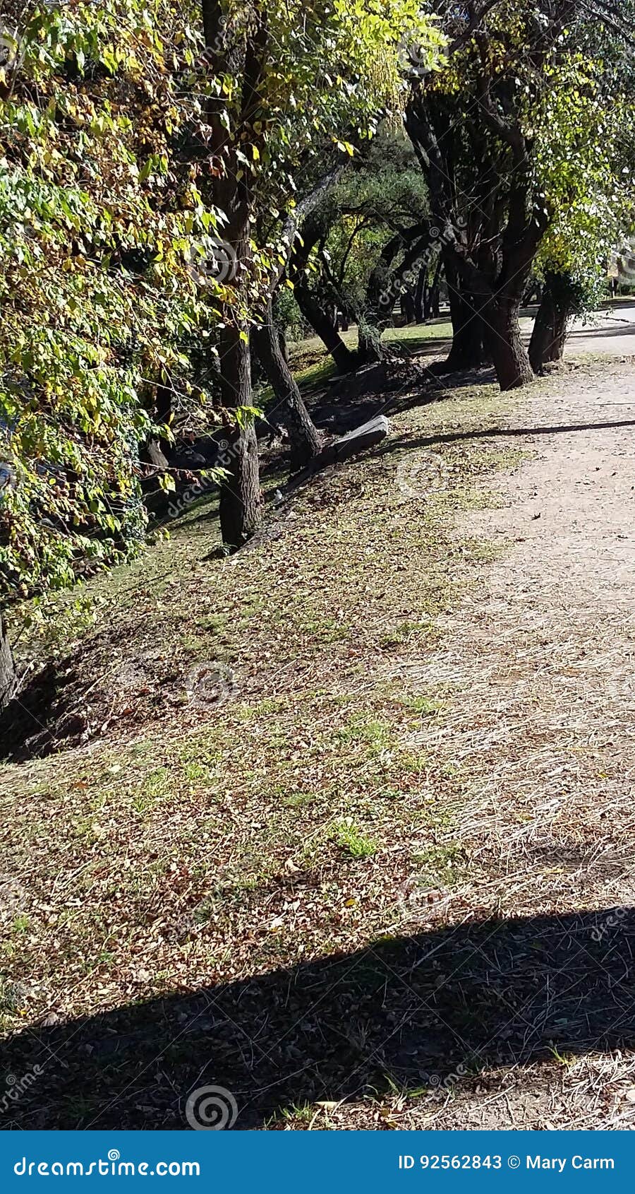 Forest day stock image. Image of walk, river, sunny, forest - 92562843