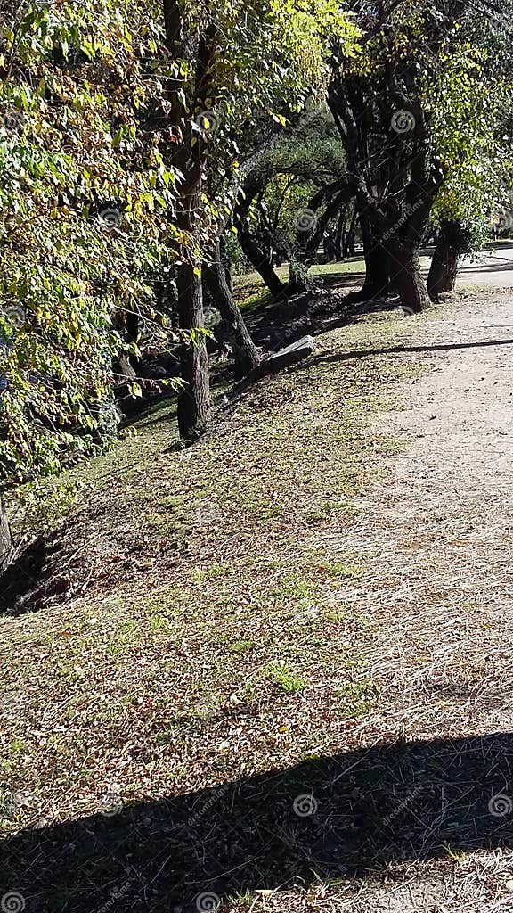 Forest day stock image. Image of walk, river, sunny, forest - 92562843