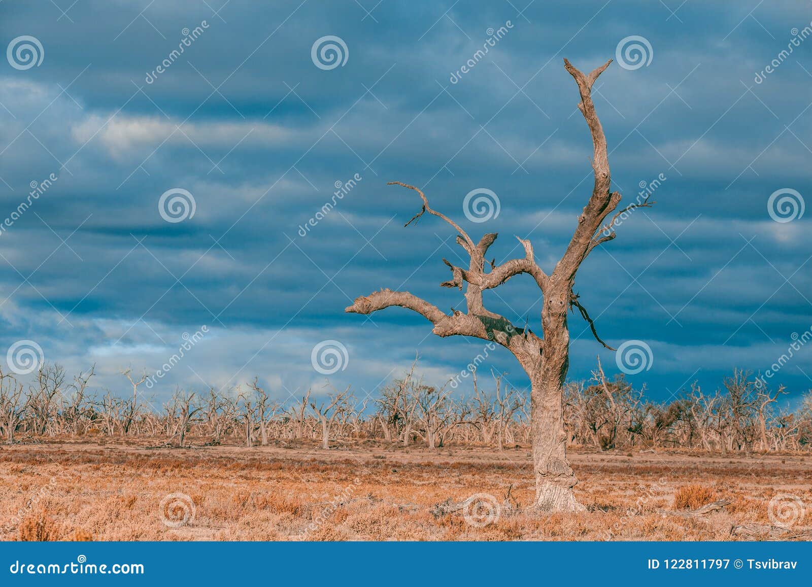 Forest of Dead Barren Trees. Stock Image - Image of natural, nature ...