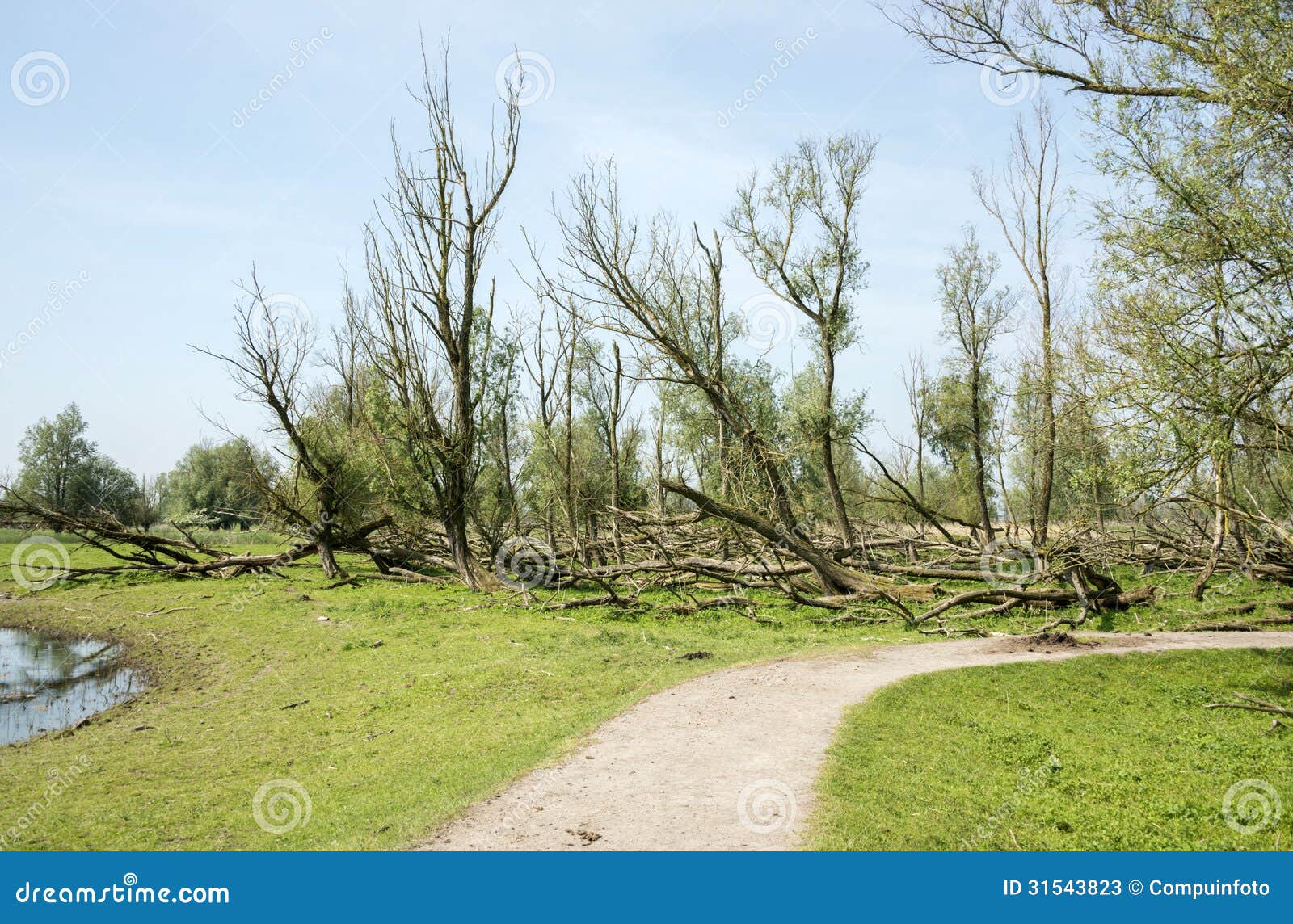 Forest with Dead and Fallen Trees Stock Image - Image of fallen, nature ...