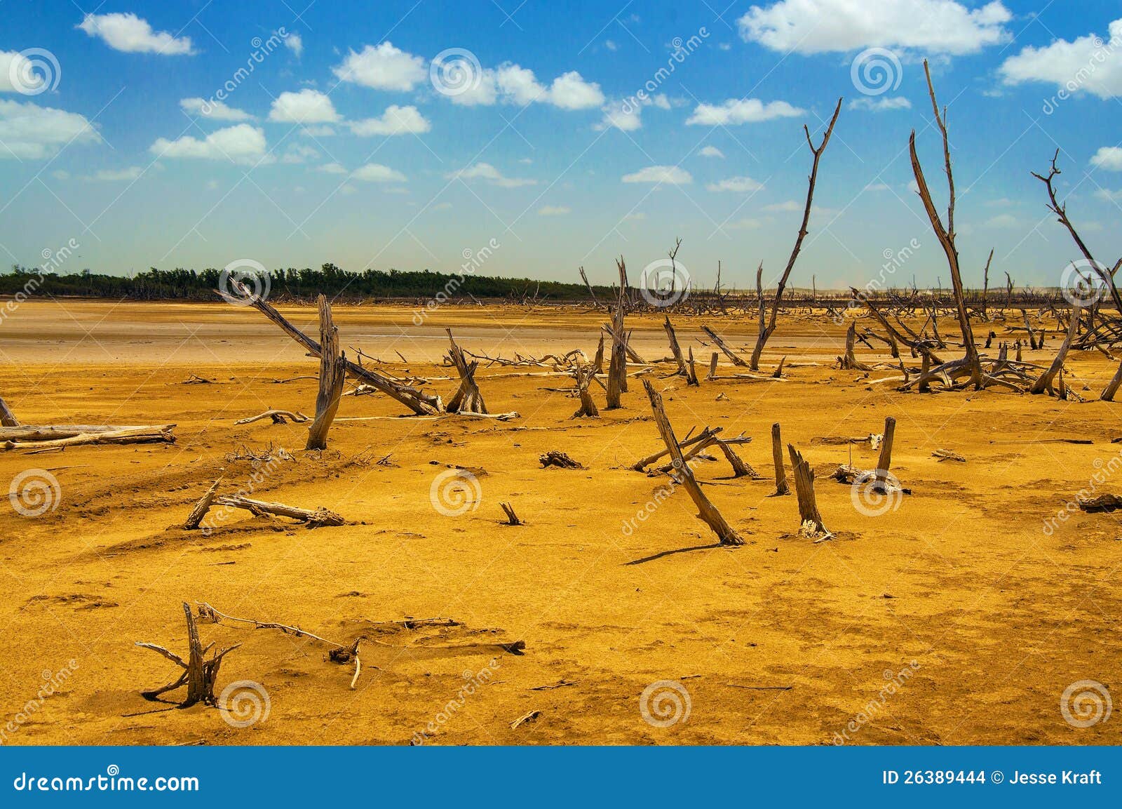 A Forest of Dead Trees stock photo. Image of summer, travel - 26389444