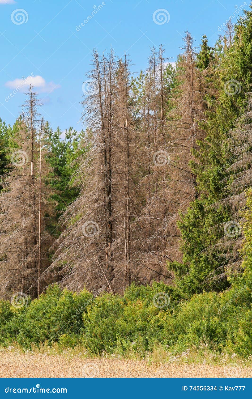 Forest with dead trees stock photo. Image of scenic, dried - 74556334