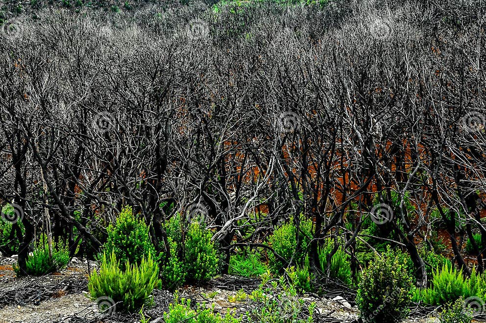 A Forest with Dead Trees and Green Bushes Stock Image - Image of season ...