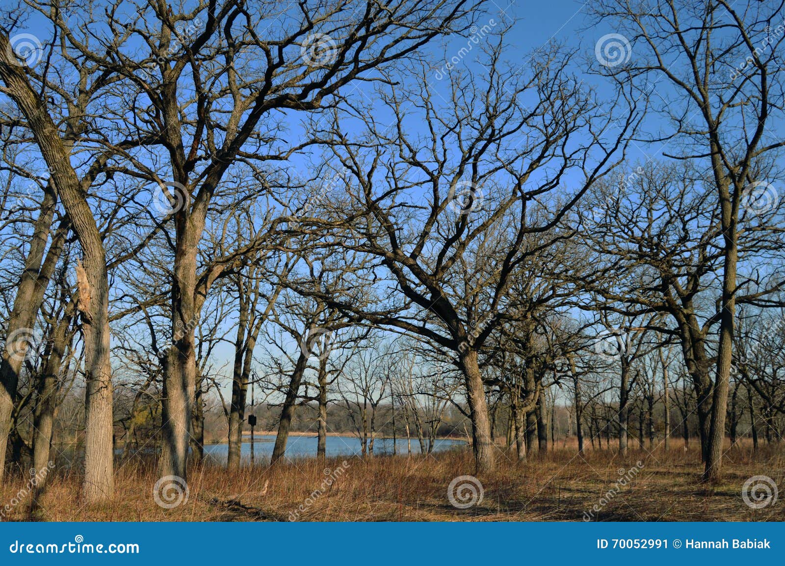 Forest, Dead, Trees, Lake stock image. Image of explore - 70052991
