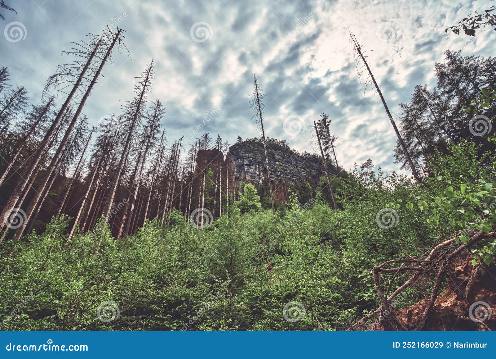 Forest with Dead Trees in the Saxon Switzerland Stock Image - Image of ...