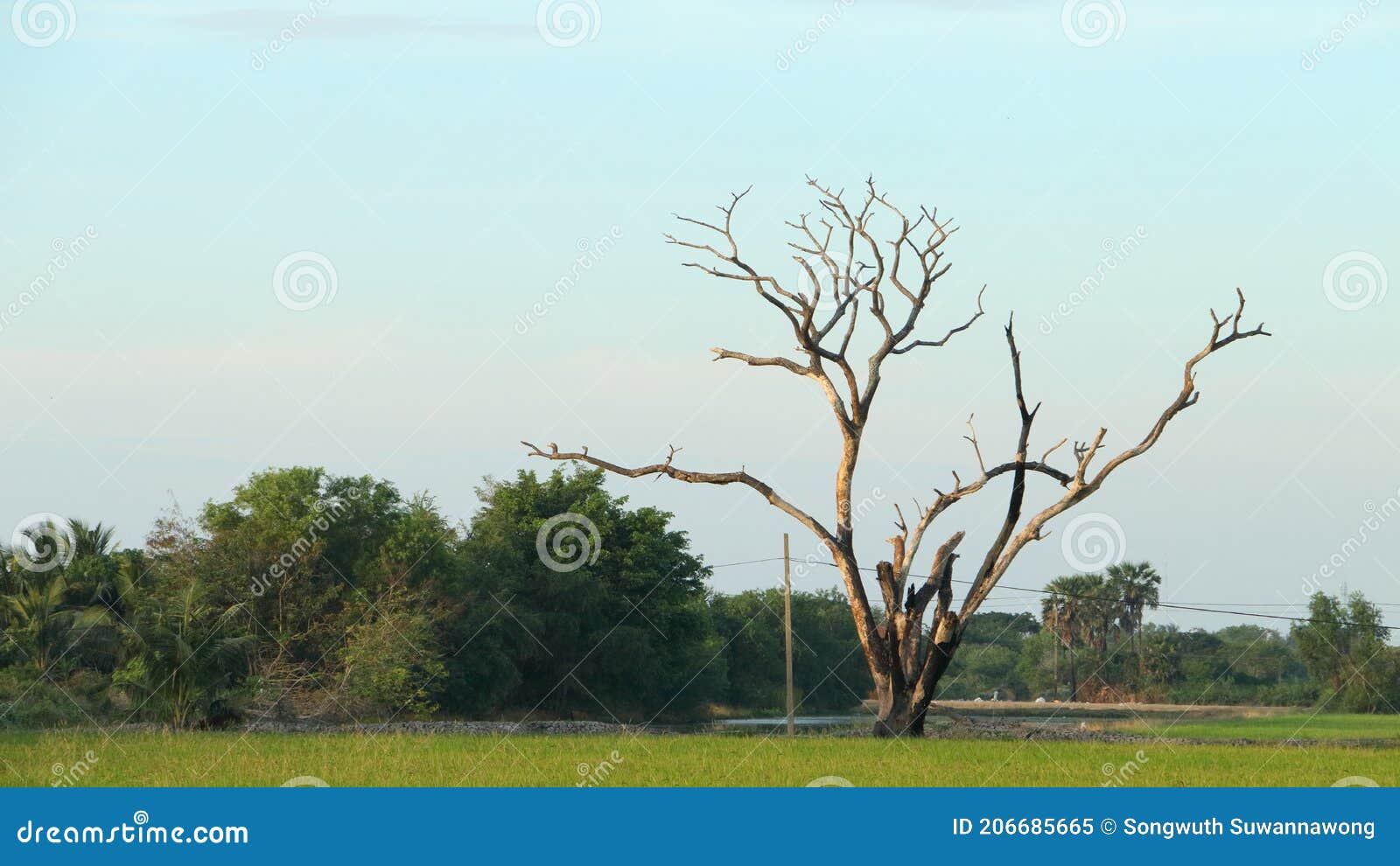 Forest with Dead Trees on Sky Background Stock Image - Image of copy ...