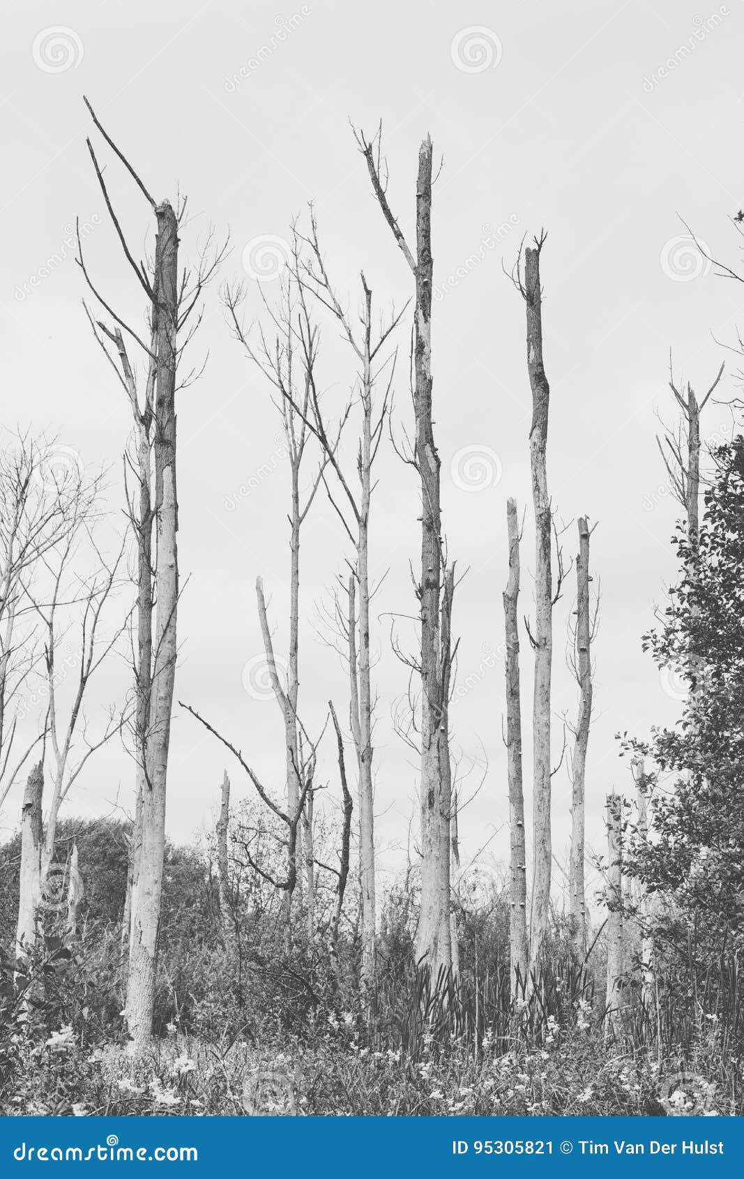 Forest of dead trees stock image. Image of people, tranquil - 95305821