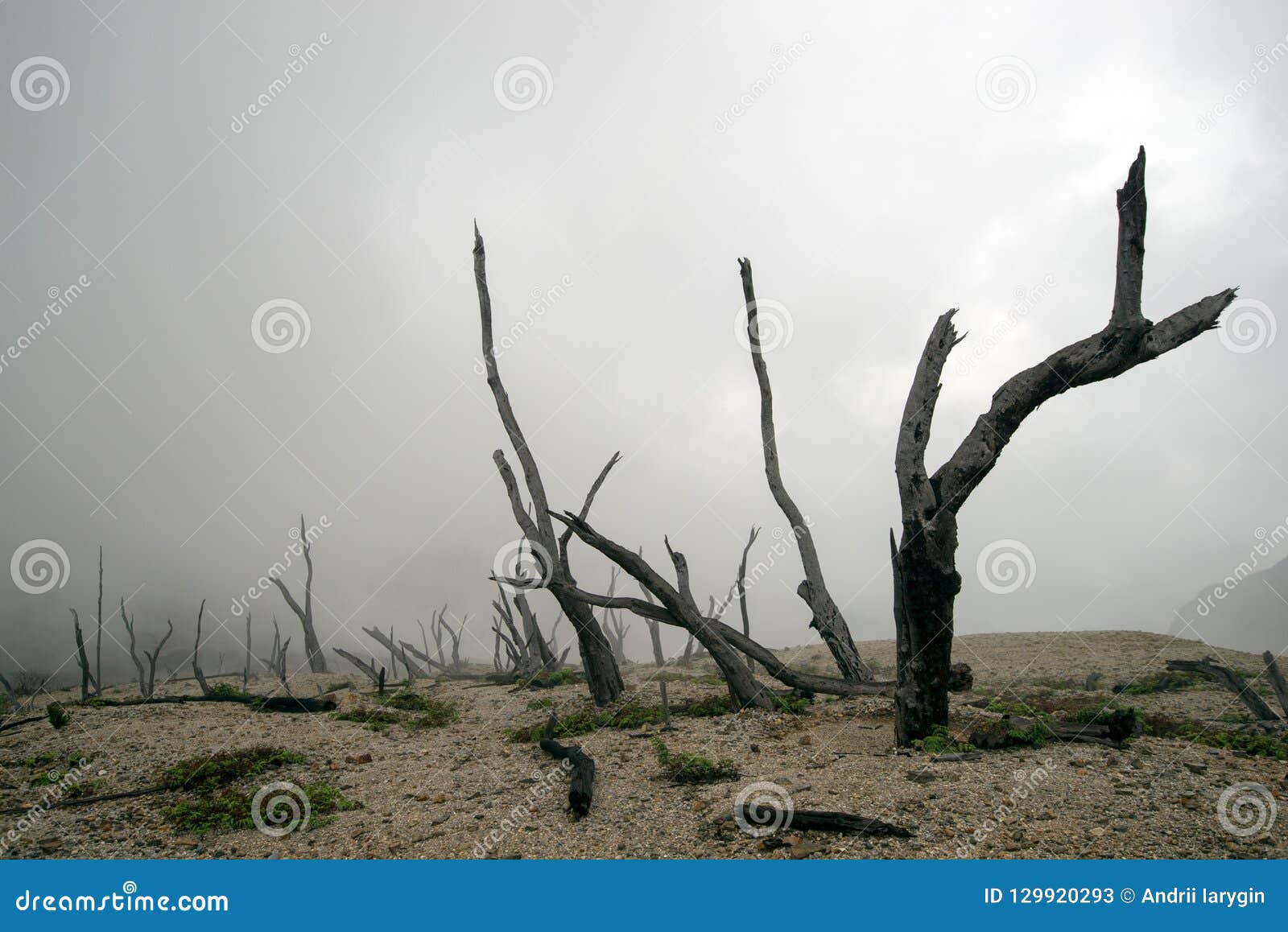 Forest Dead, Volcano Eruption, End of the World, Apocalypse Stock Image ...