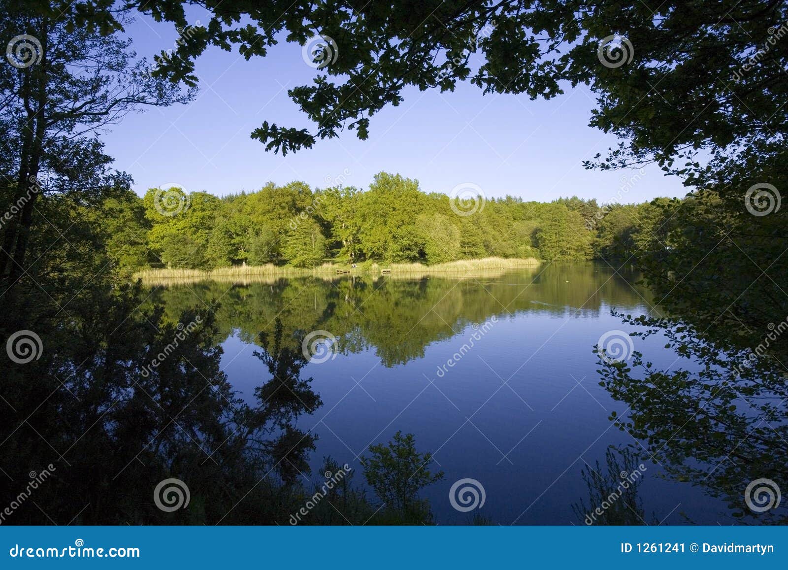 Forest of Dean Gloucestershire Midlands England Stock Image - Image of ...