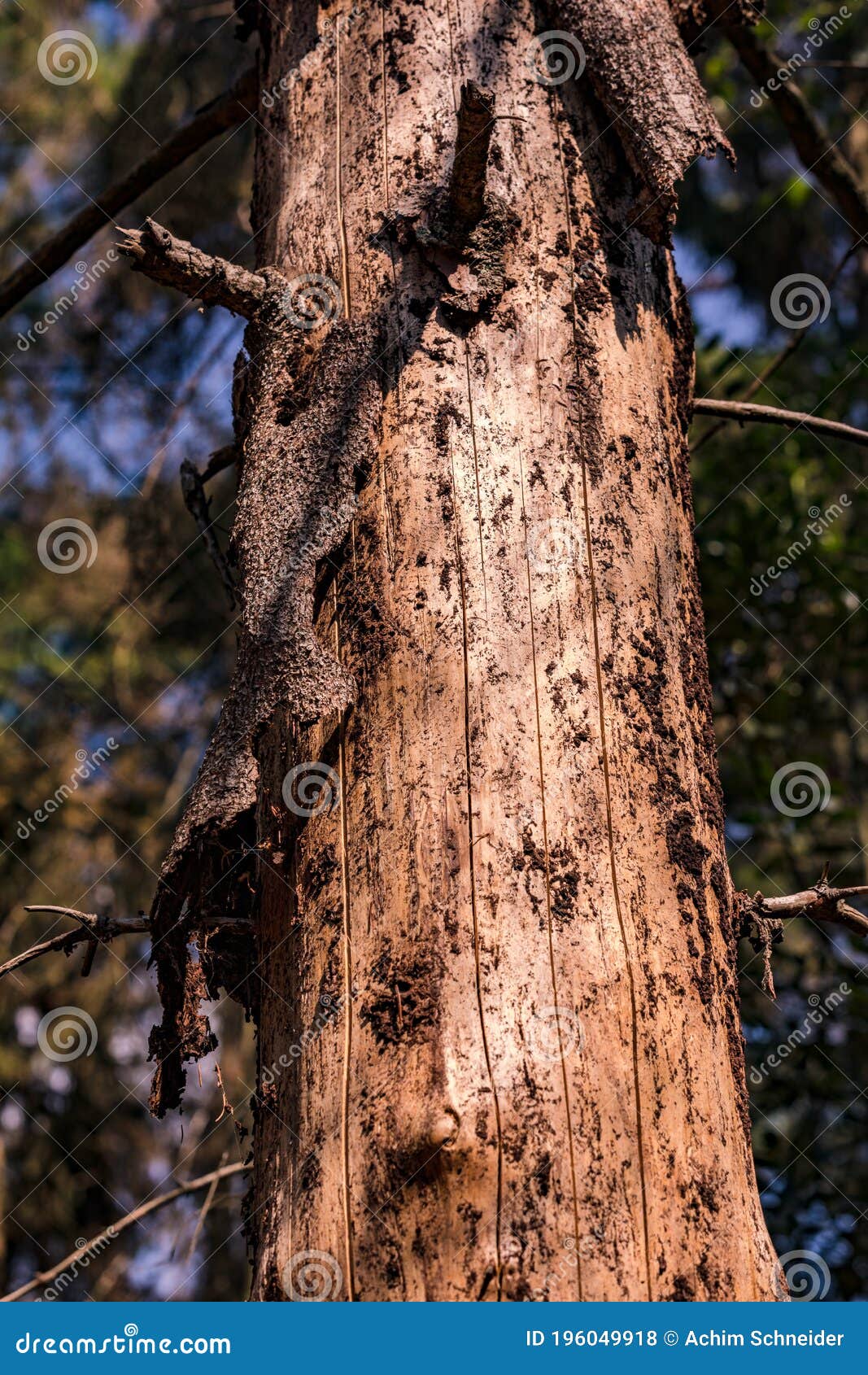 Forest Dieback Due To Drought Using the Example of a German Pine Tree ...