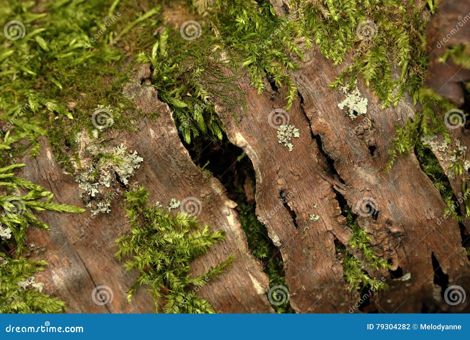 Forest Decay stock photo. Image of bark, abstract, tree - 79304282