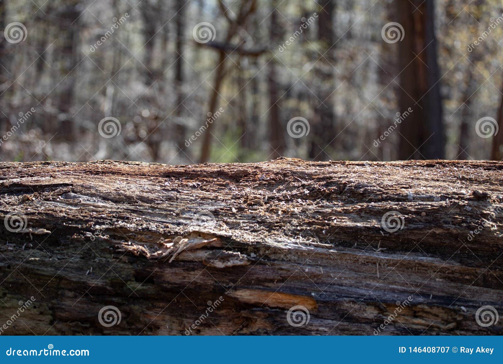 Forest Decay Outlook Solitude Alone Lonely Fallen Tree Stump Natural ...