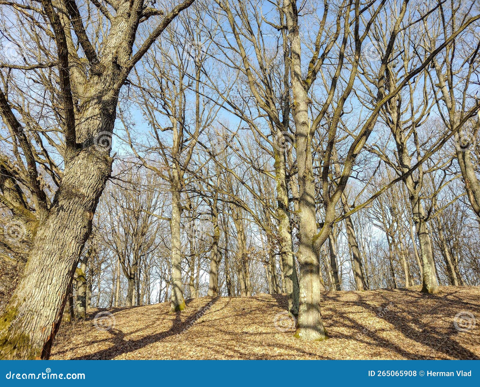 Forest in December in Maramures County, Romania. Forest Landscape Stock ...