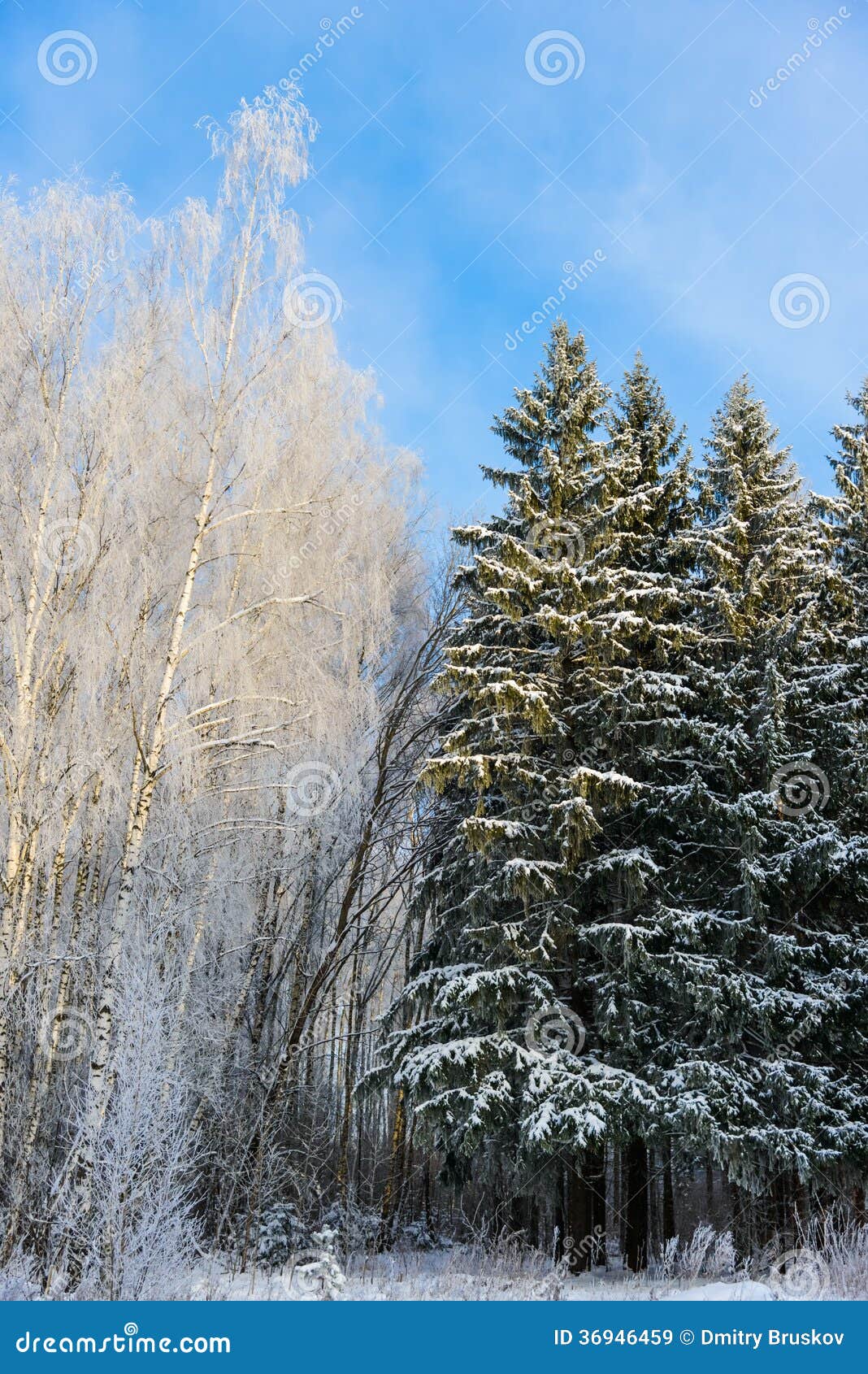 Forest of Deciduous and Coniferous Trees in Winter Stock Image - Image ...