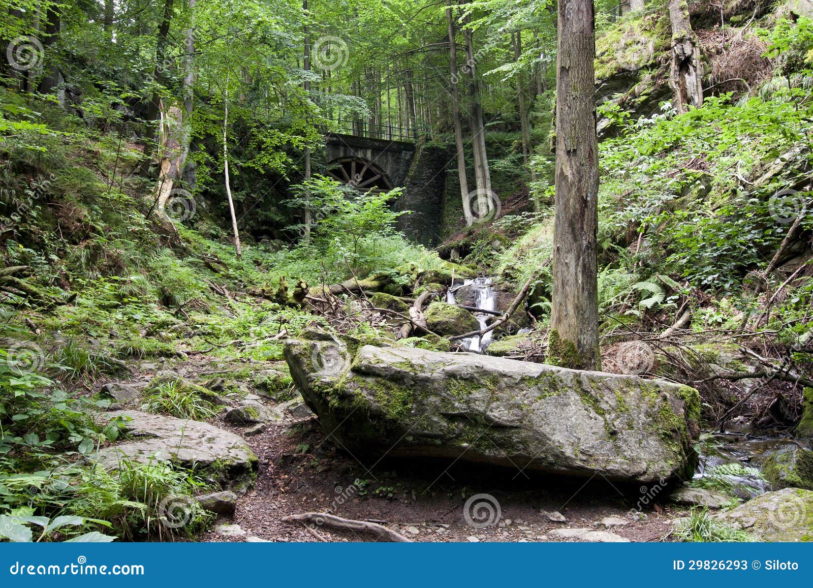 Deciduous Forest with Ravines Stock Image - Image of feeling, brook ...