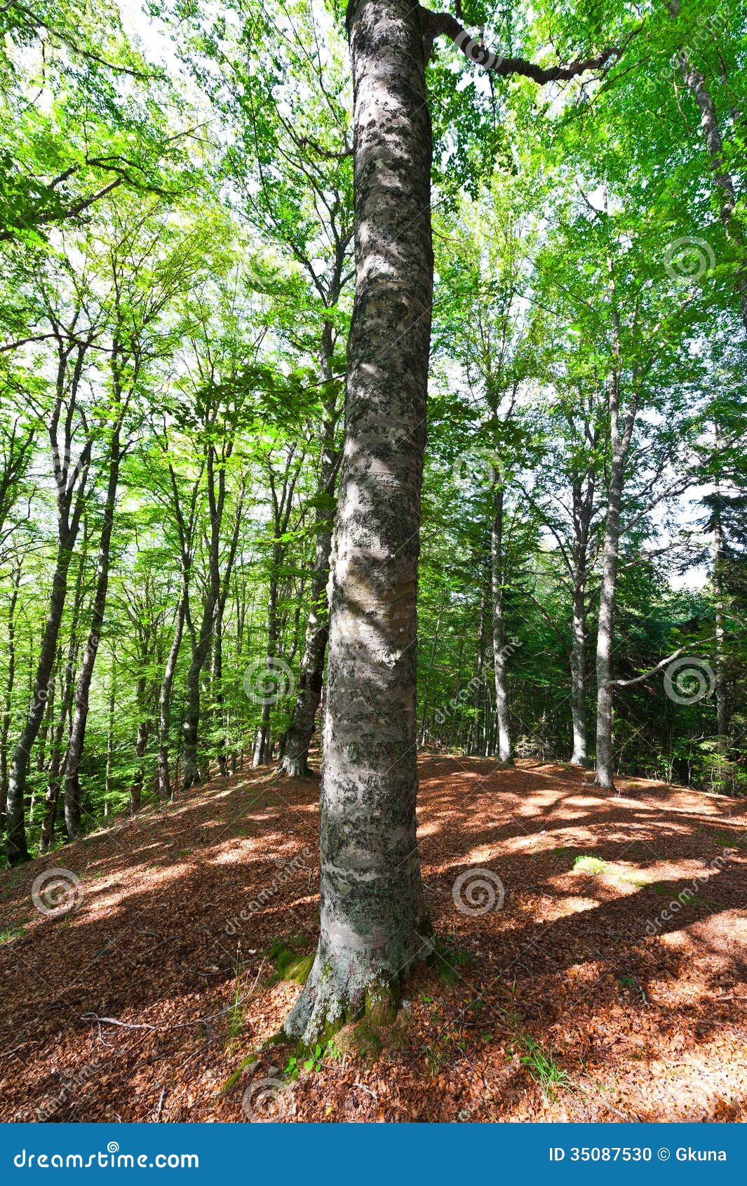 Forest stock photo. Image of lonely, birch, journey, country - 35087530