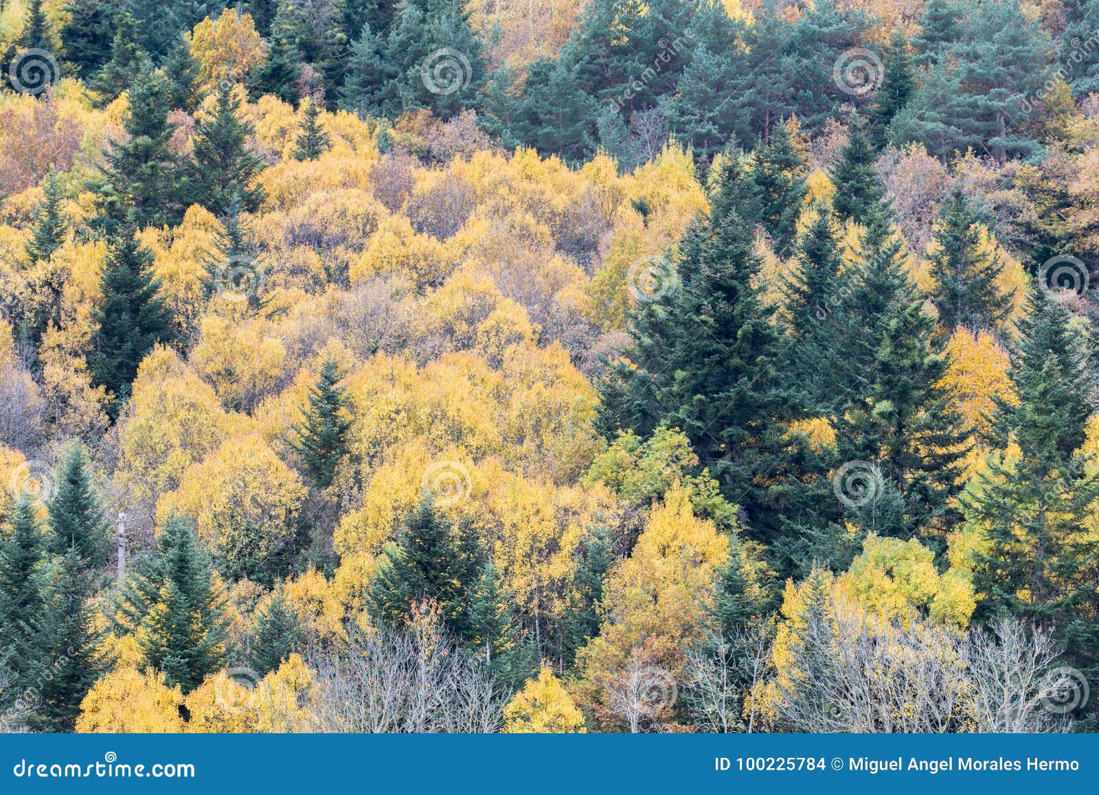 Autumn in Catalonia Spain stock photo. Image of girona - 100225784