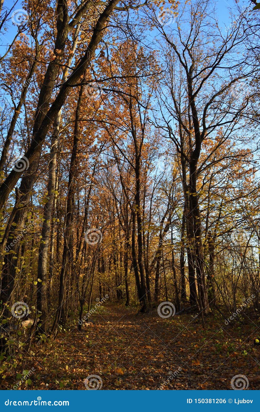 Forest of Deciduous Trees in the Fall. Walking Path with Fallen Leaves ...