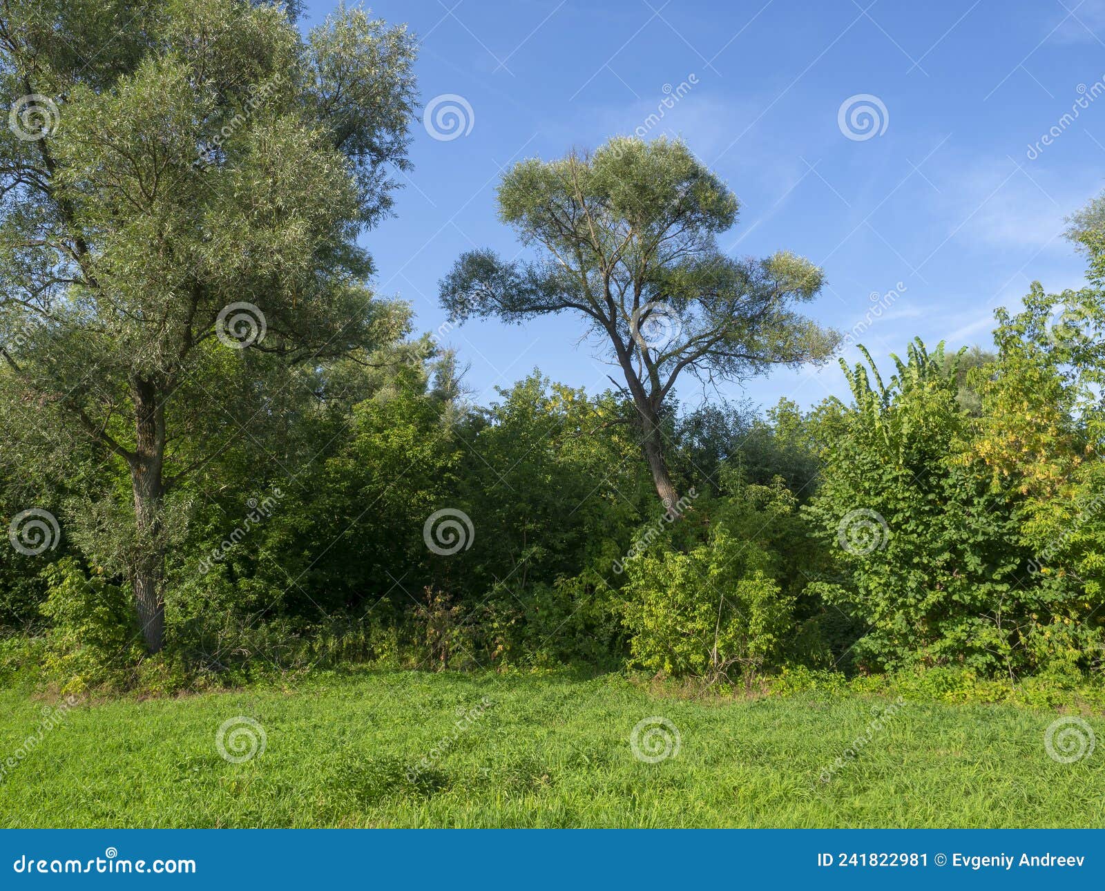 Forest of Deciduous Trees. Green Forest Thicket Stock Image - Image of ...