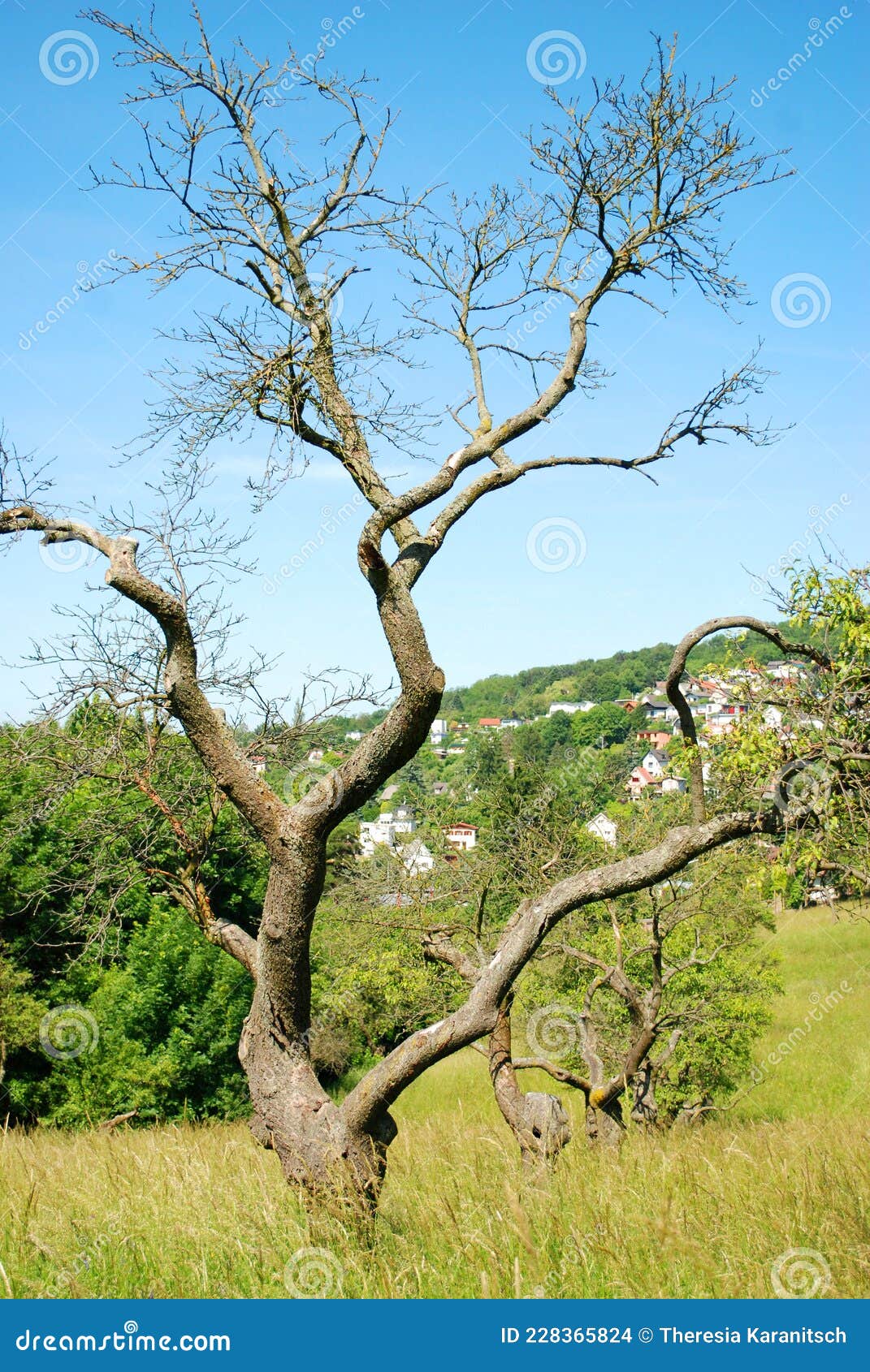 Forest decline stock photo. Image of trees, dead, natural - 228365824