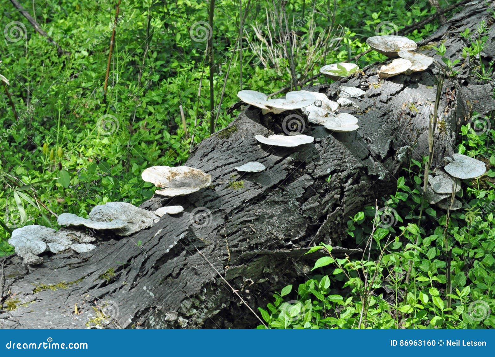 Forest Decomposition stock photo. Image of biology, molds - 86963160