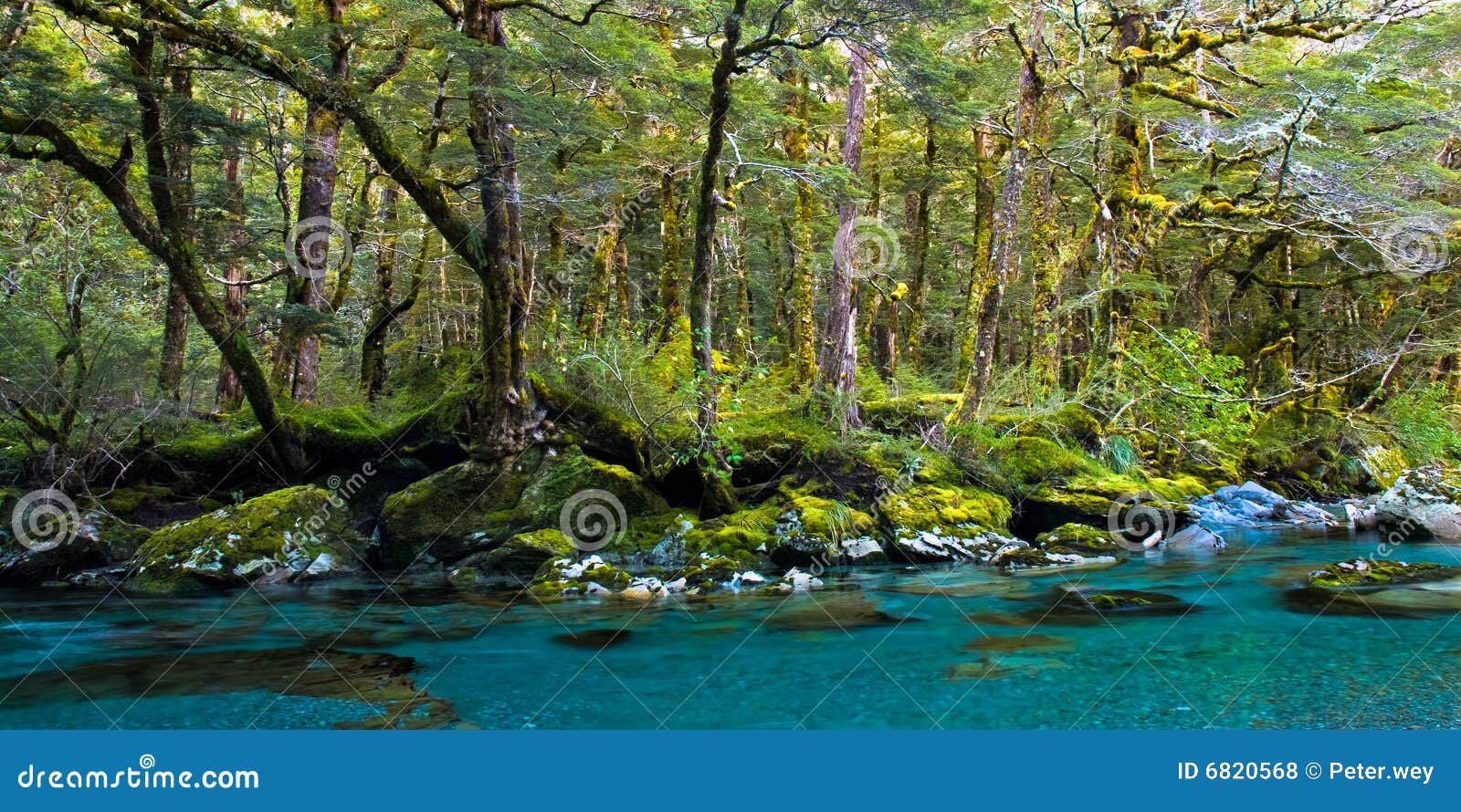 Forest and deep blue river stock photo. Image of zealand - 6820568