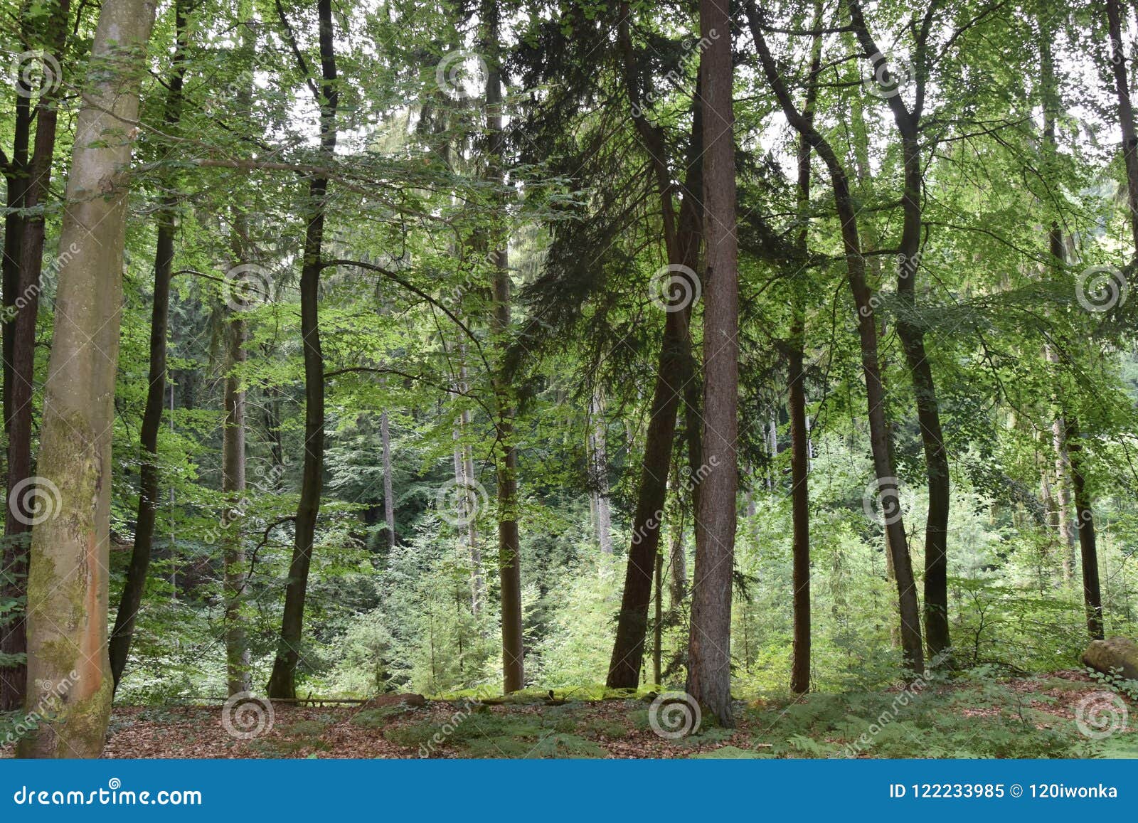 Forest stock image. Image of beech, vegetation, leaves - 122233985