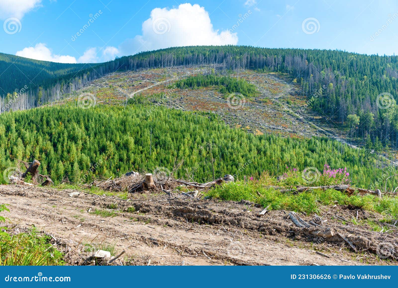 Forest Deforestation Cut Tree Royalty-Free Stock Photography ...