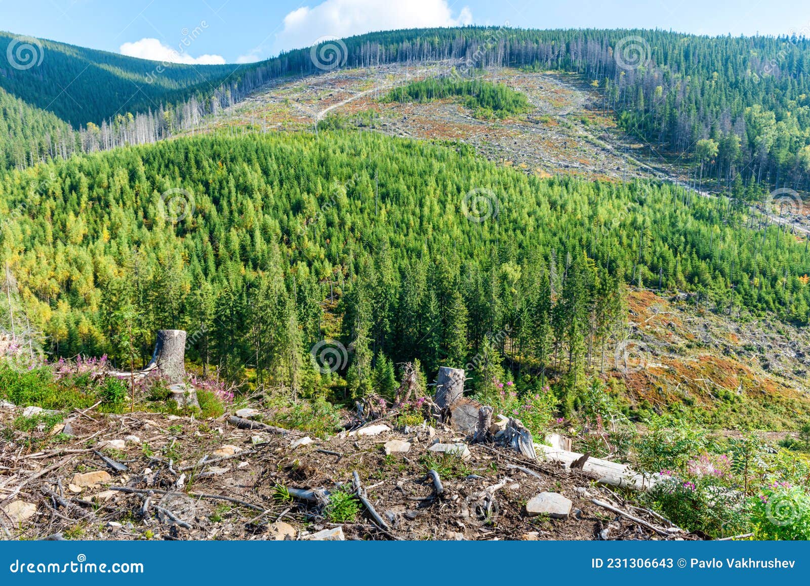 Forest Deforestation Cut Tree Royalty-Free Stock Photography ...