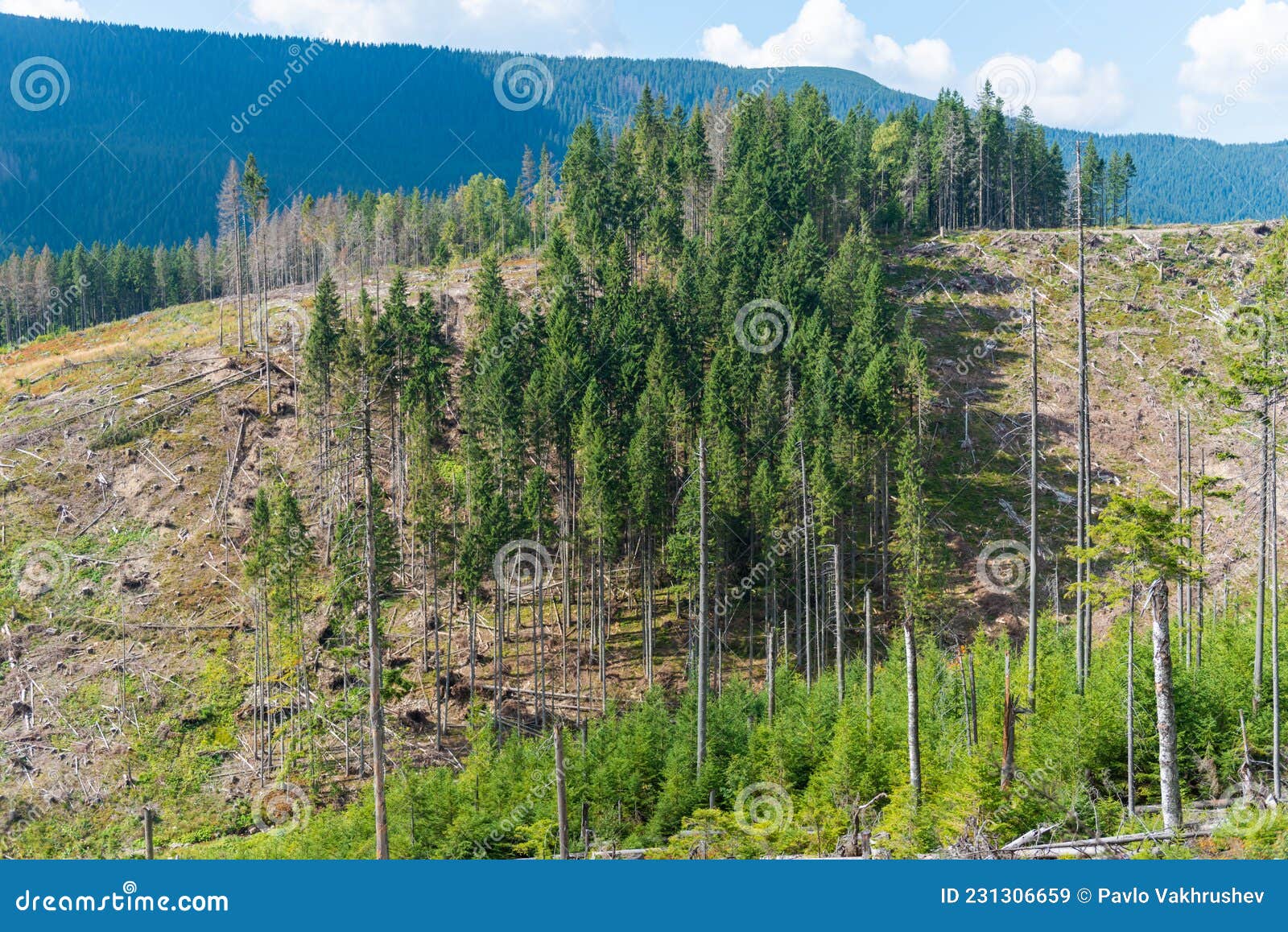 Forest Deforestation Cut Tree Royalty-Free Stock Photography ...