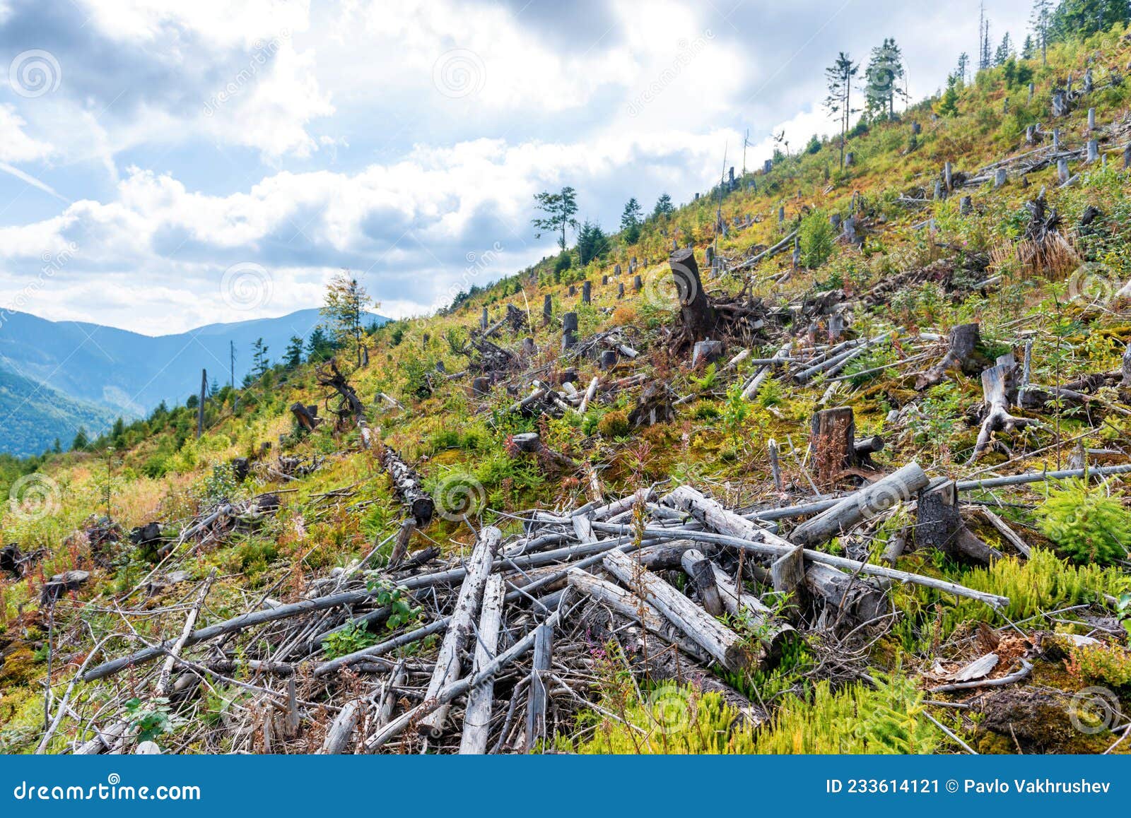 Forest Deforestation Cut Tree Stock Image - Image of trees, felled ...