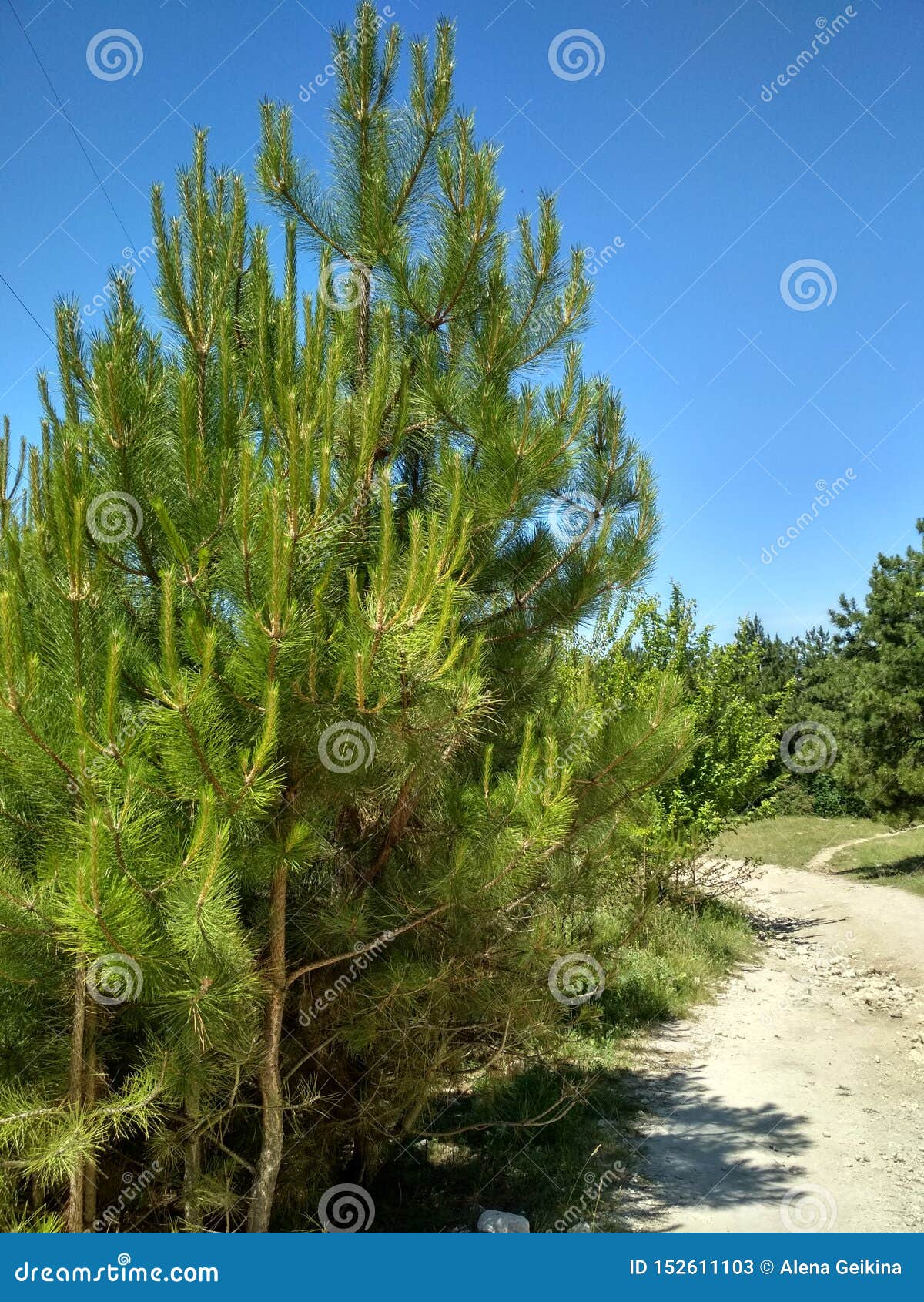 Forest delights stock image. Image of forest, green - 152611103