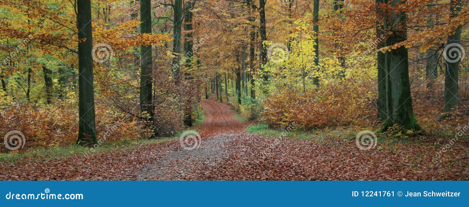 Forest in denmark stock image. Image of seasonal, scandinavia - 12241761
