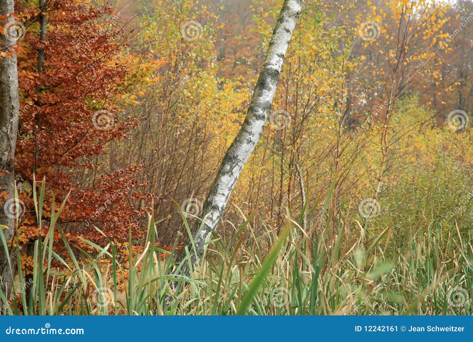 Forest in denmark stock image. Image of autumn, scandinavia - 12242161