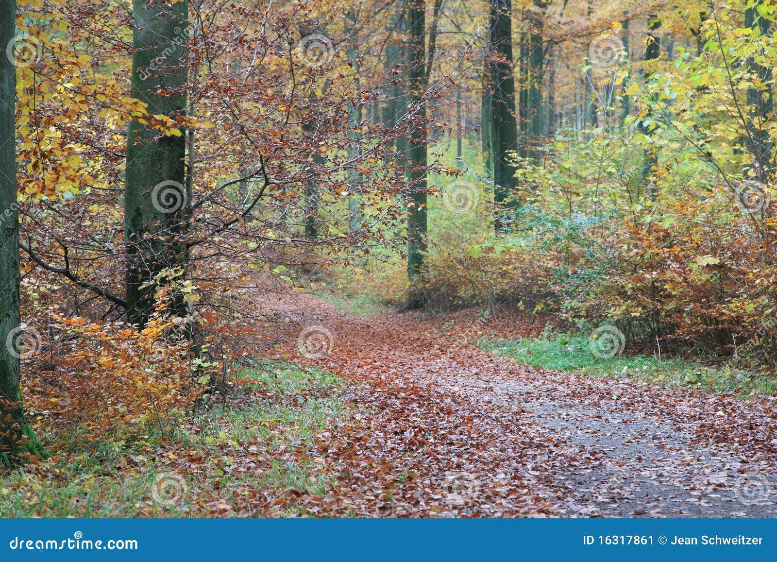 Forest in denmark stock image. Image of scandinavia, nature - 16317861