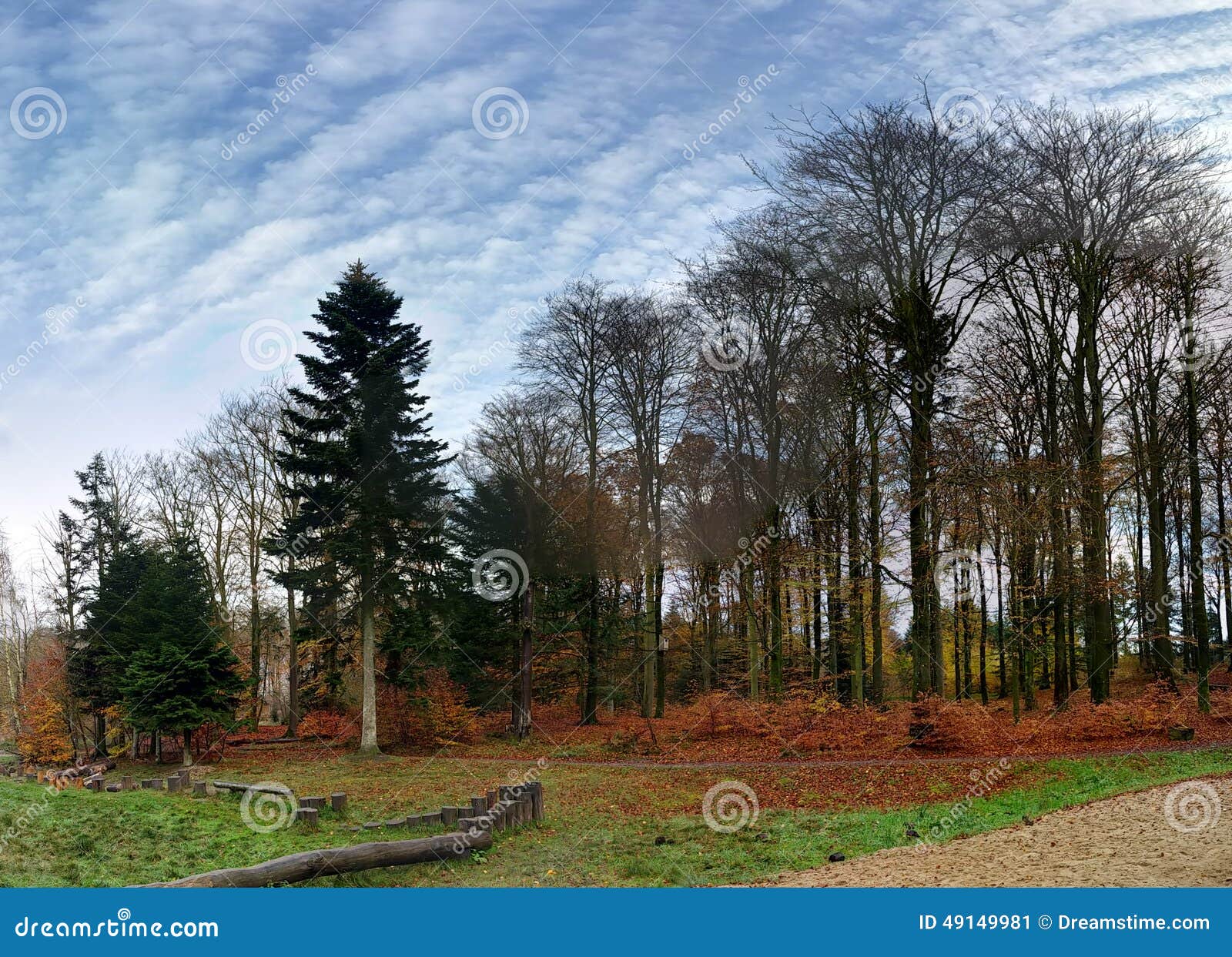 Forest in Denmark stock image. Image of grass, forest - 49149981