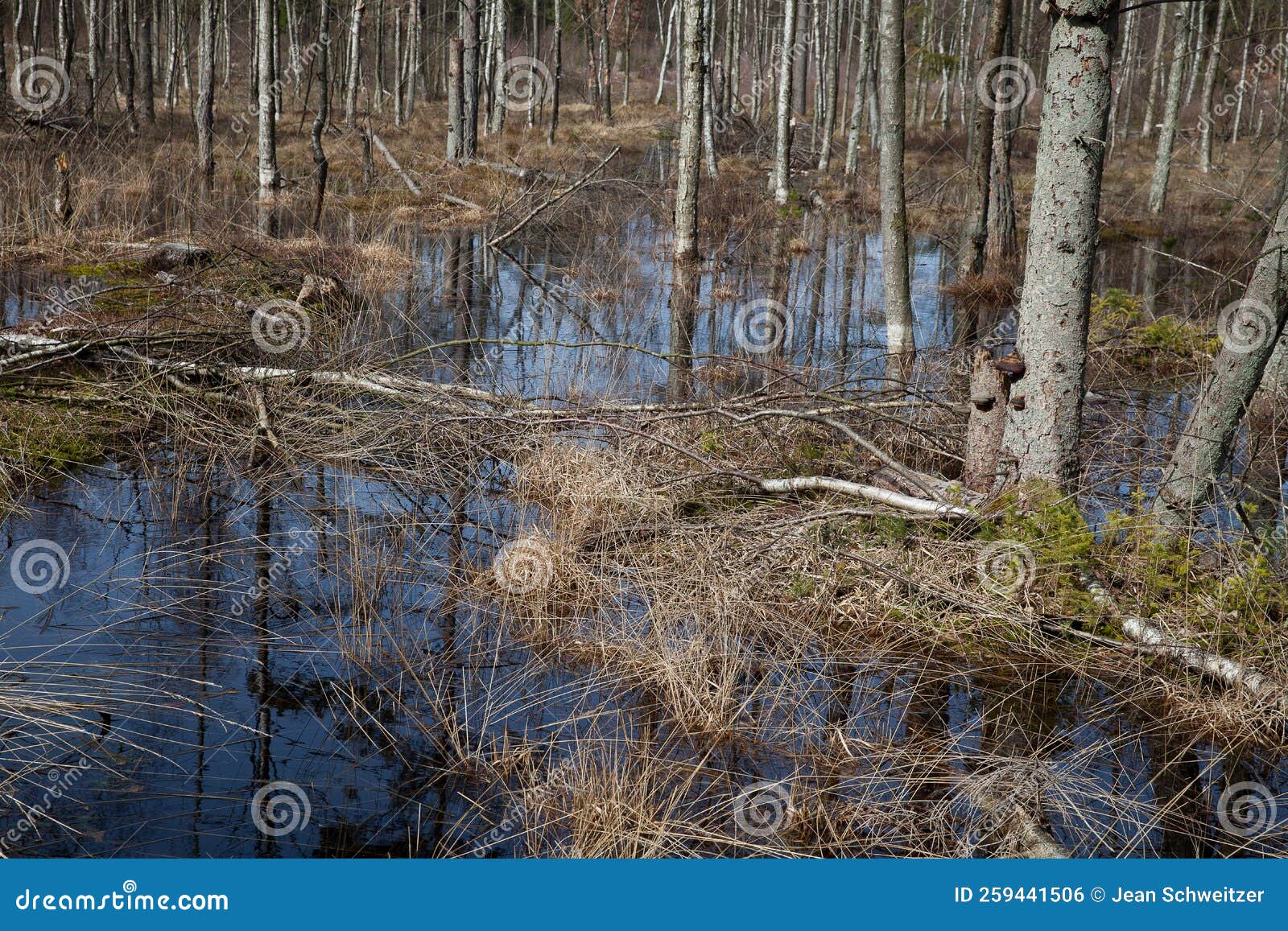 Forest in Denmark North Form Copenhagen Stock Photo - Image of branch ...