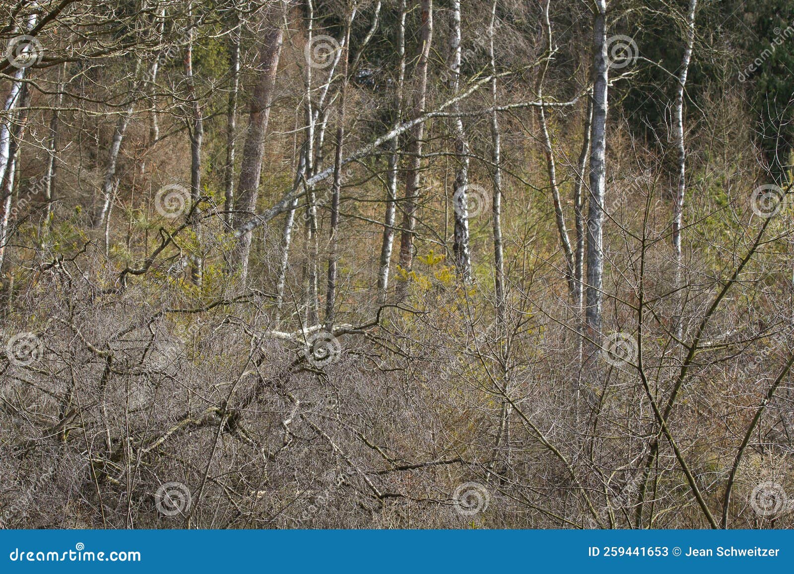 Forest in Denmark North Form Copenhagen Stock Image - Image of denmark ...
