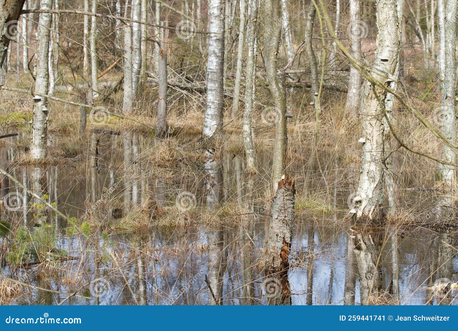 Forest in Denmark North Form Copenhagen Stock Image - Image of trunk ...