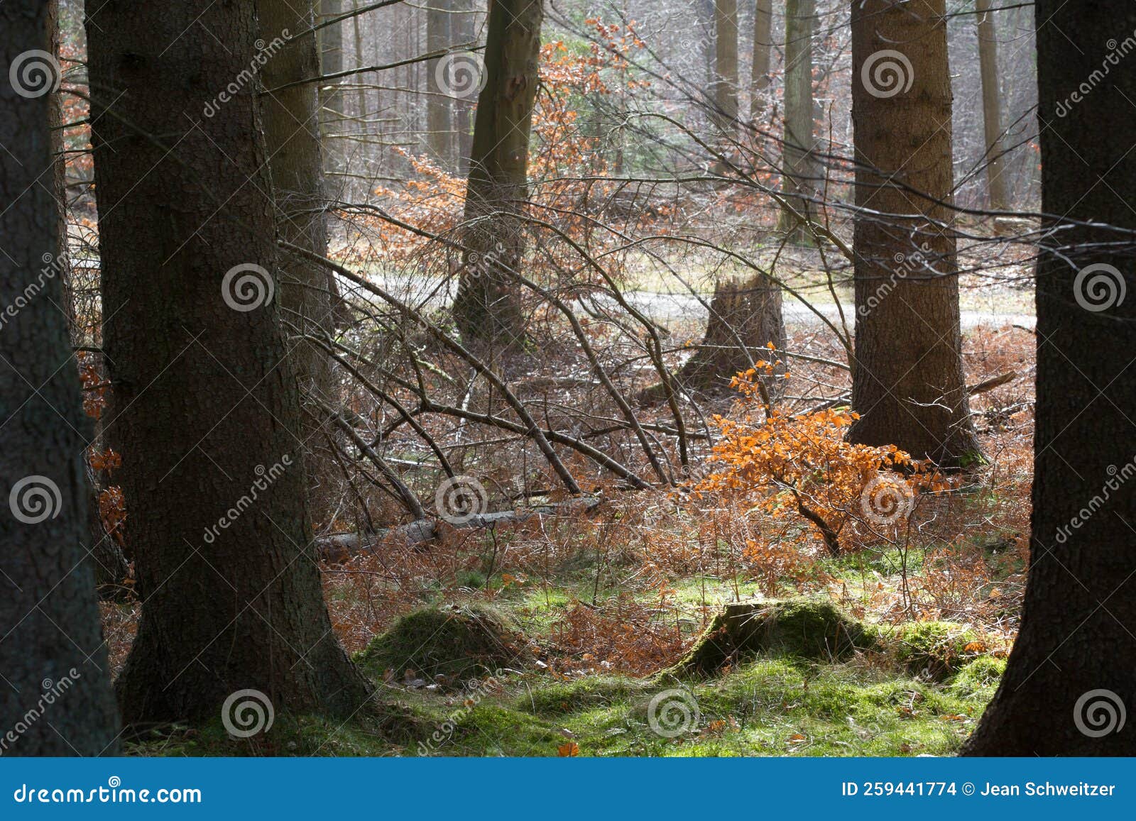 Forest in Denmark North Form Copenhagen Stock Photo - Image of danish ...