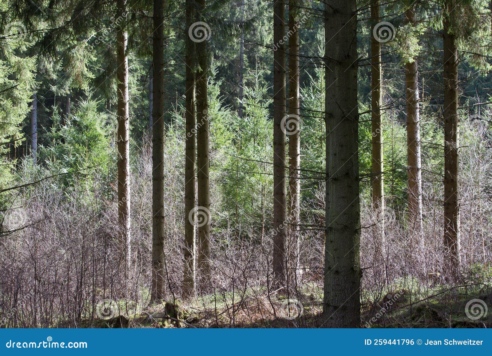 Forest in Denmark North Form Copenhagen Stock Photo - Image of trunk ...