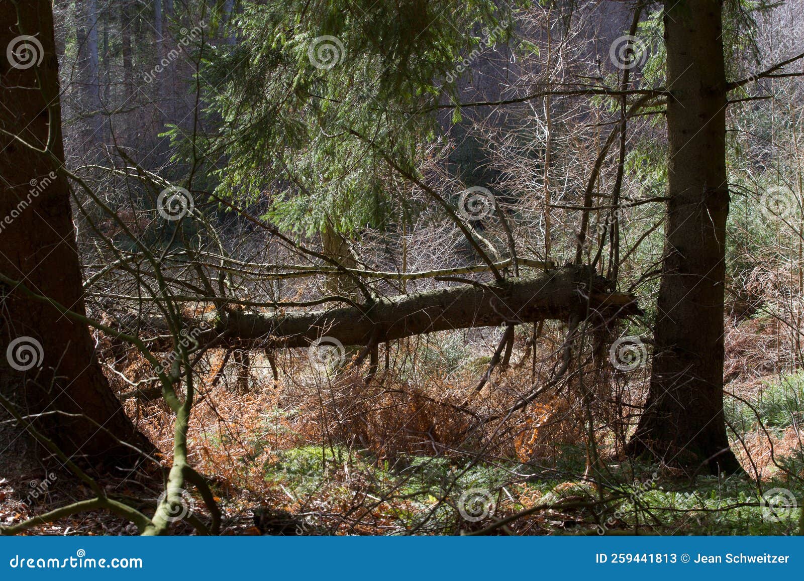 Forest in Denmark North Form Copenhagen Stock Image - Image of danish ...