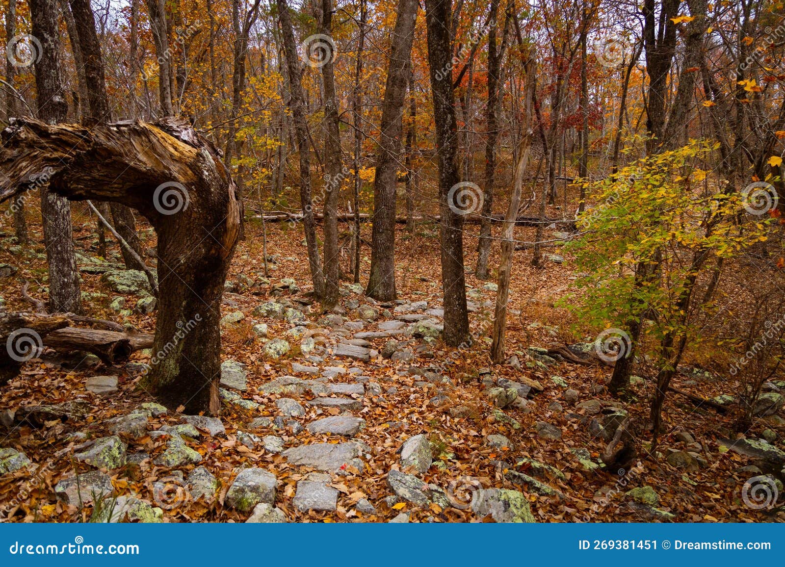 Forest with Dense Autumn Trees Stock Image - Image of field, dense ...